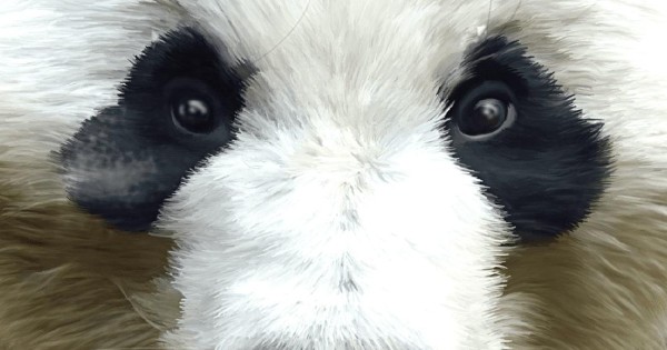 Buy Endangered: Giant Panda module in Toronto, Canada